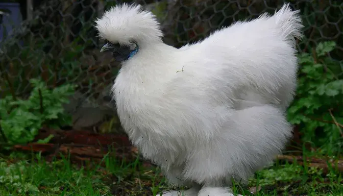 A Galinha Sedosa Do Japão É Perfeita Como Pet! Conheça!