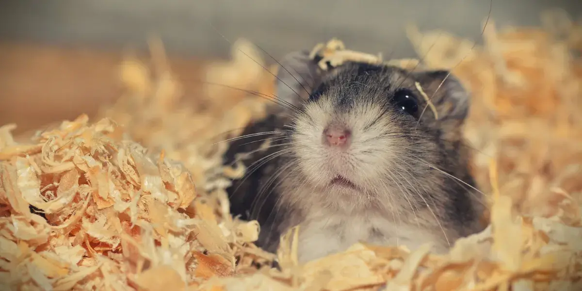 Hamster Anão Russo: Fofinho Ao Extremo