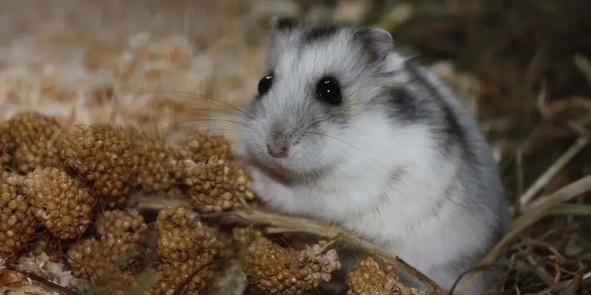 Hamster Anão Russo: Fofinho Ao Extremo