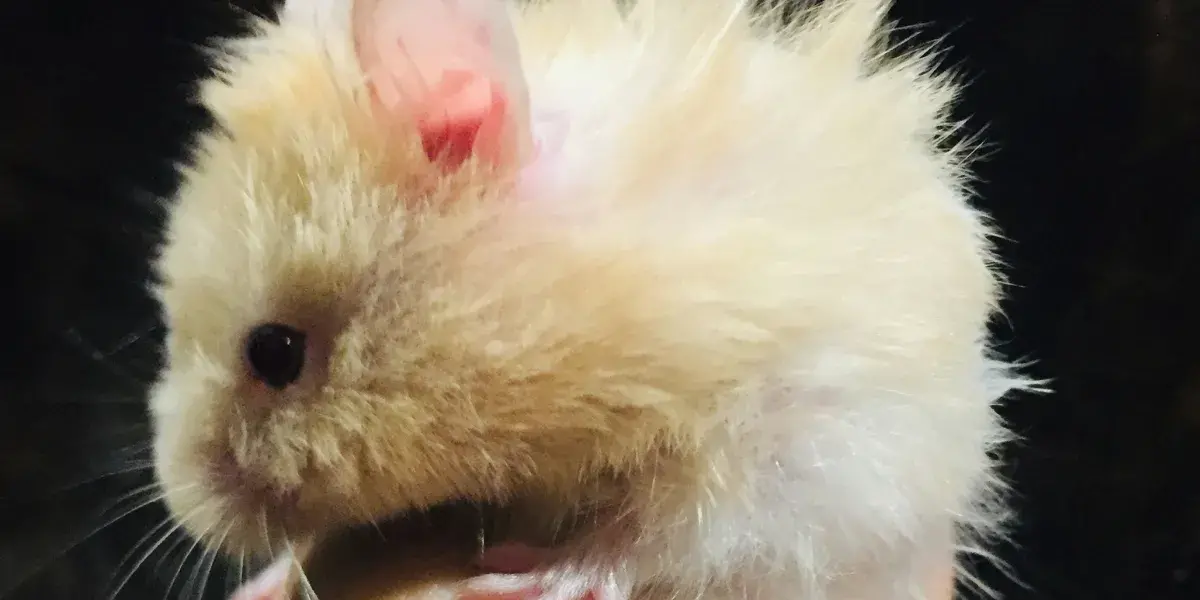 Hamster Sírio Angorá: O Pequeno Encanto Peludo