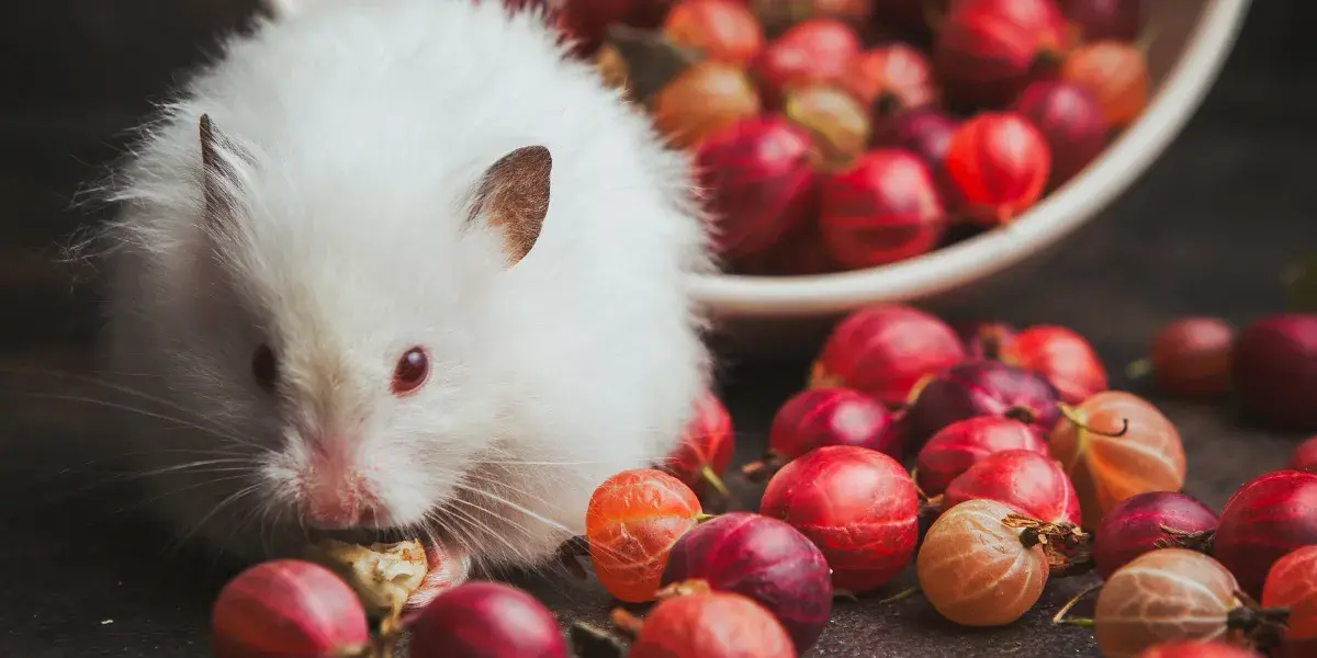 Hamster Sírio Angorá: O Pequeno Encanto Peludo